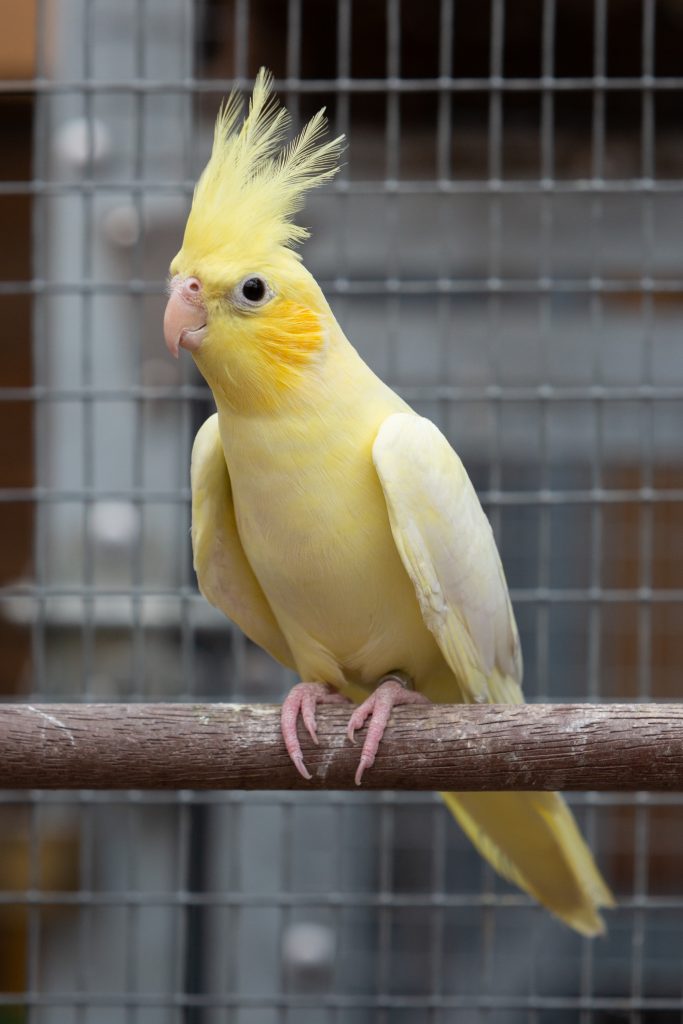 A need exists for an environment where Cockatiel lovers can find sound ...