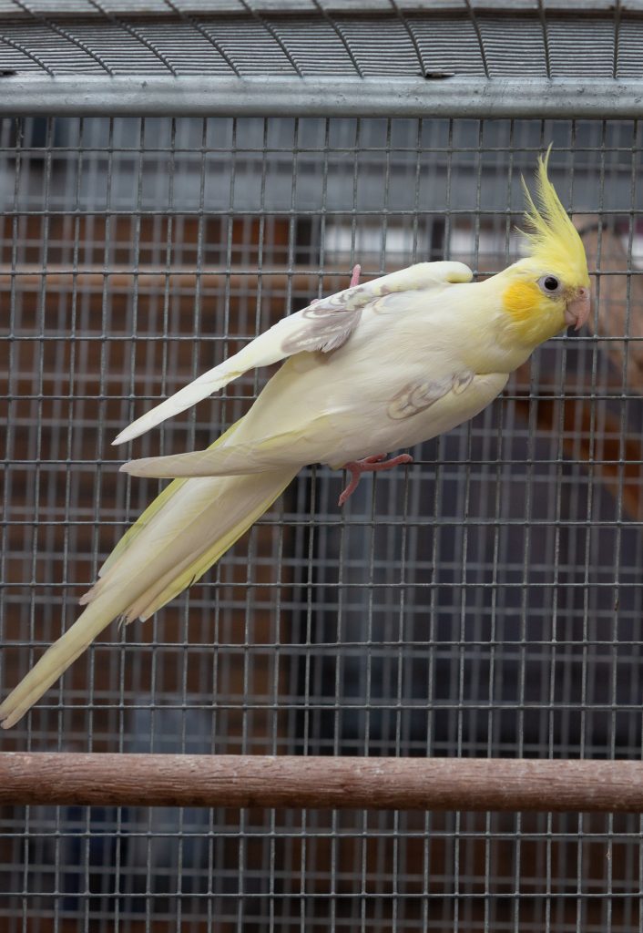 Sex-Linked Yellow Cheek (SLYC)