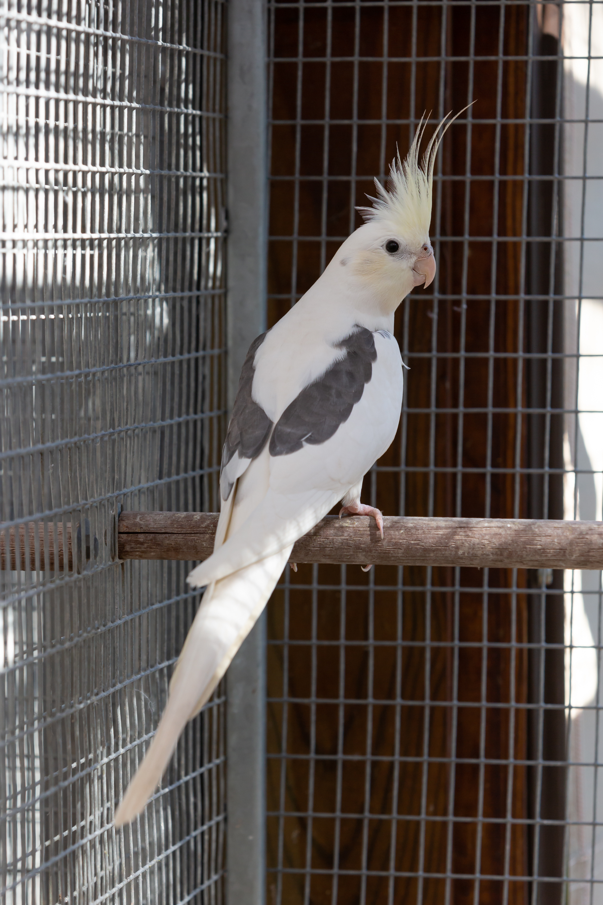 Recessive Pied