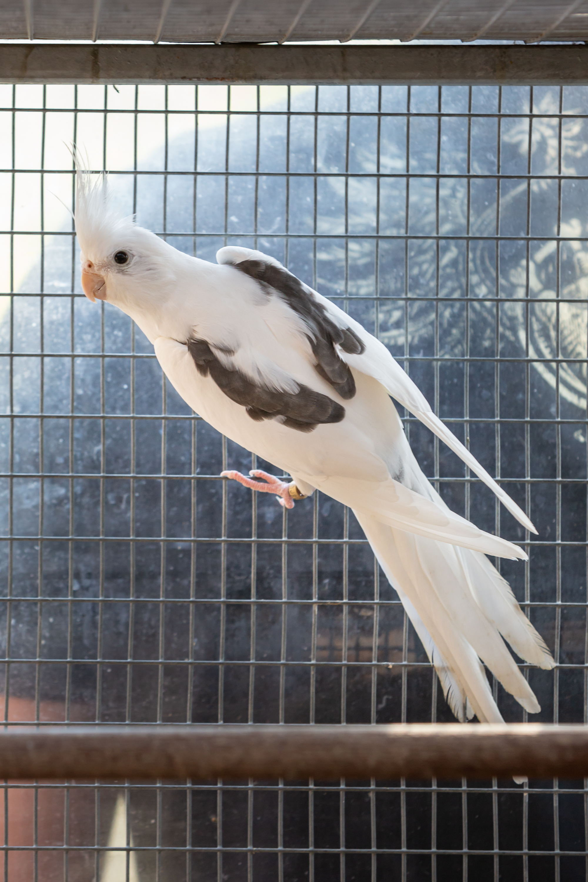 Whitefaced & Par-Blue (Partial Blue)