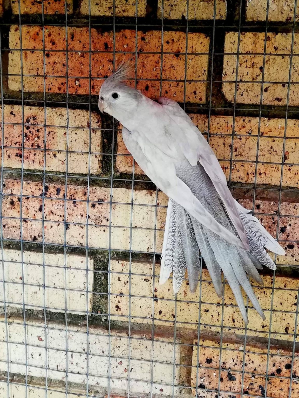 Lilac (Recessive Silver – Dominant Silver)